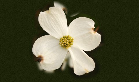 The Legend of the Dogwood